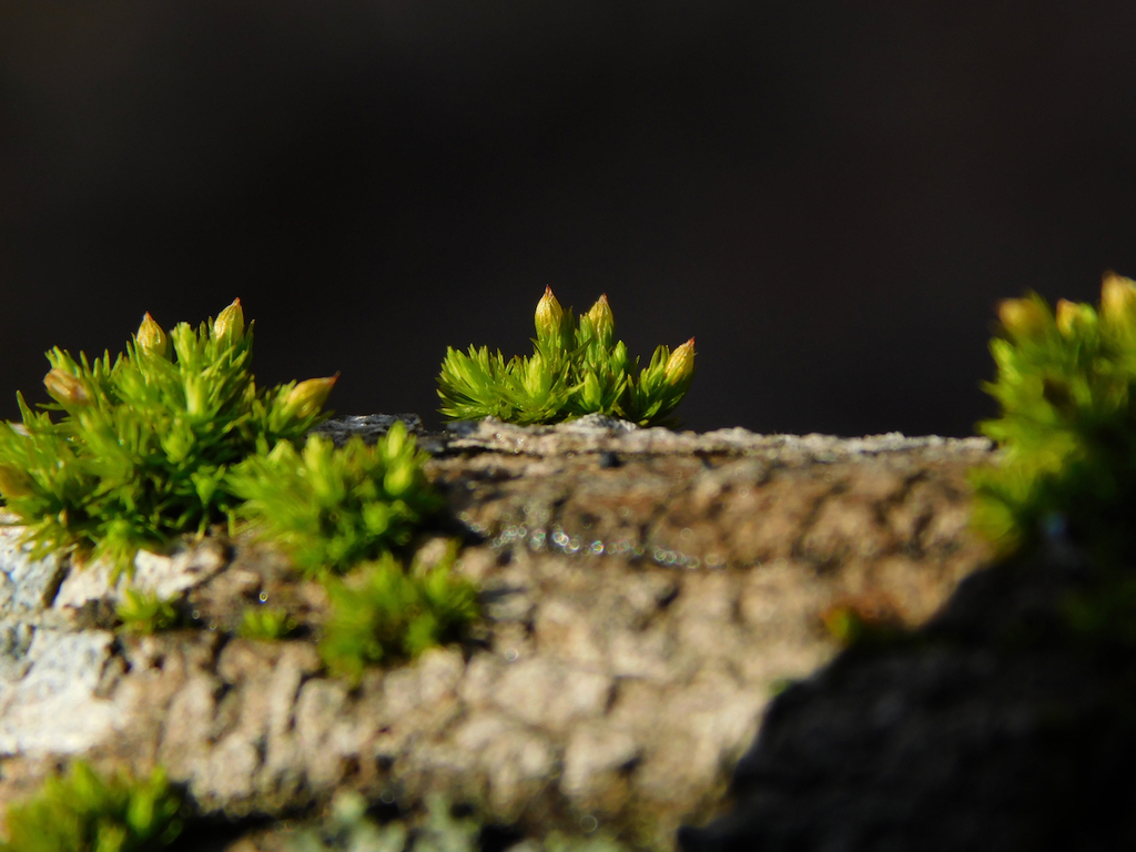 Starry Bristle Moss in January 2025 by Michael J. Papay · iNaturalist