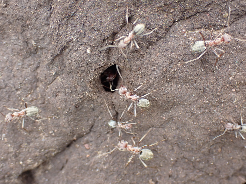 Large Pugnacious Ant from Bethel Estate, Thabo Mofutsanyana District ...