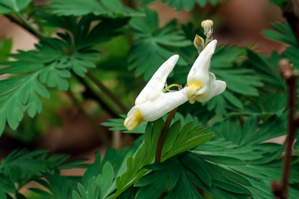 Dutchman's breeches from Nelson, NH 03457, USA on April 29, 2024 at 10: ...