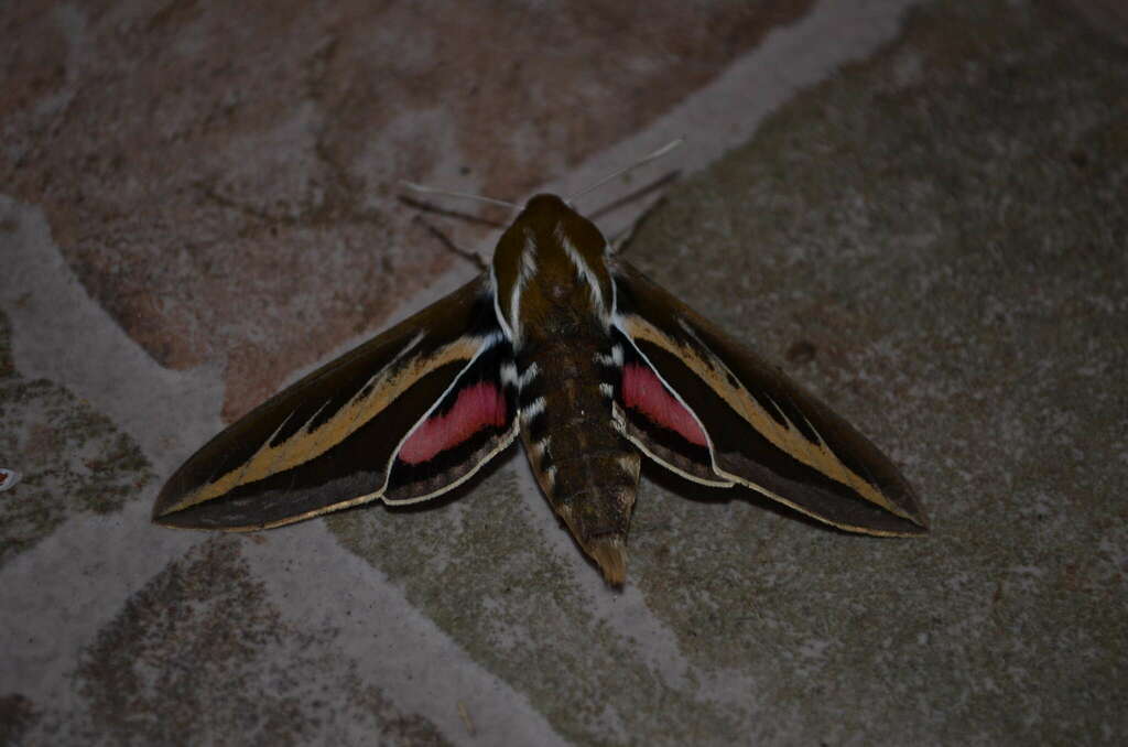Polilla Esfinge de Banda Canela (Insectos en huertas y jardines de ...