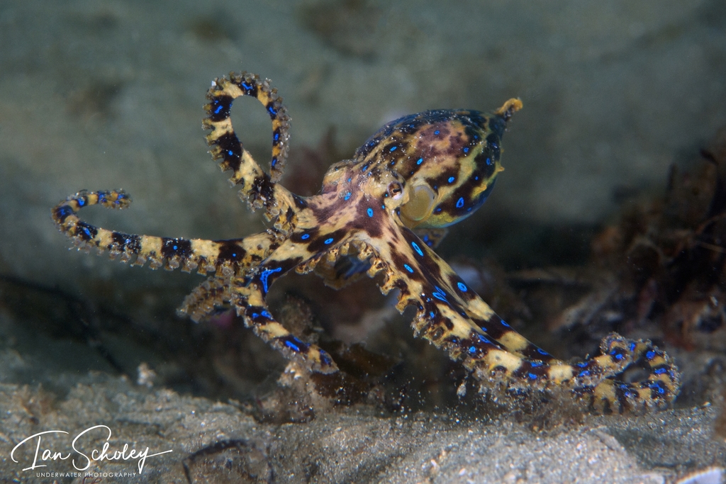Lesser Blue-ringed Octopus from Victoria, Australia on July 26, 2019 by ...