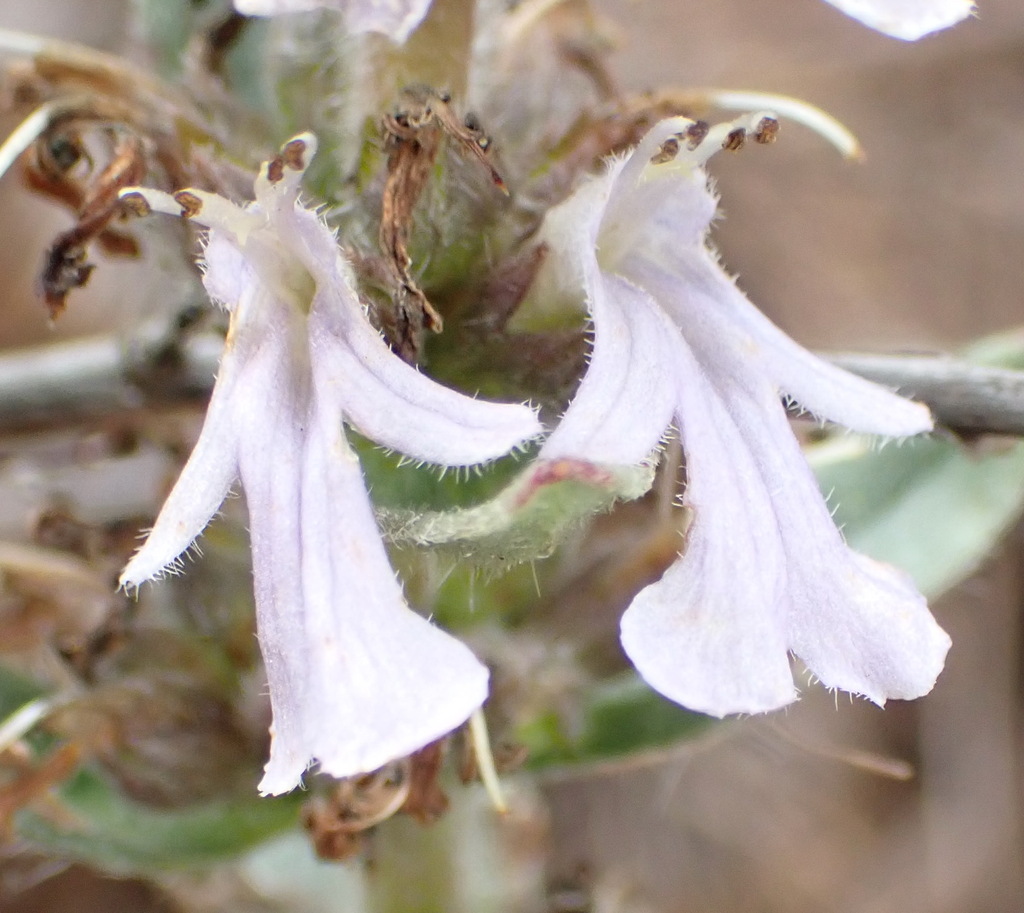 Bugle Plant from Bethel Estate, Thabo Mofutsanyana District ...
