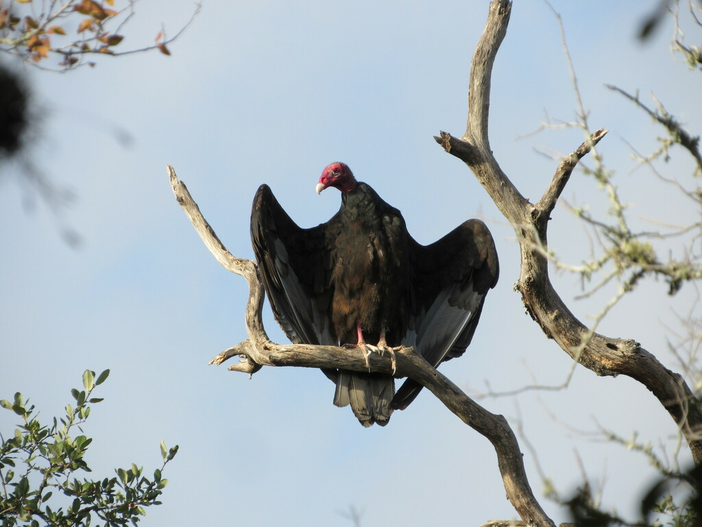Turkey Vulture from Burnet County, TX, USA on October 25, 2024 at 09:23 ...