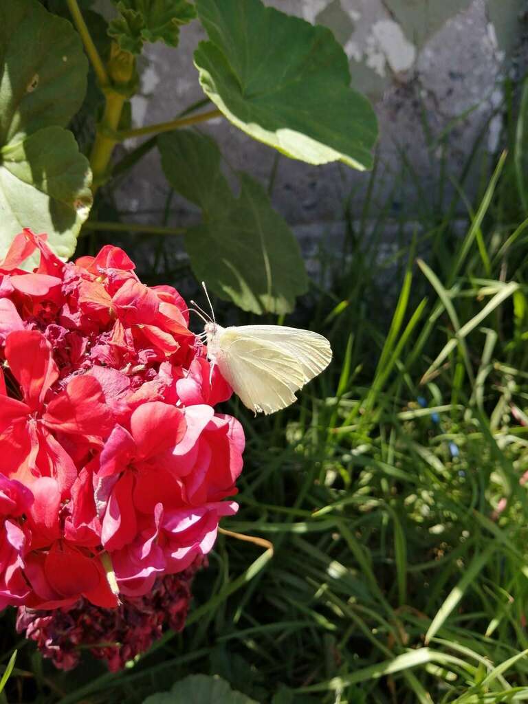 Paloma (Insectos en huertas y jardines de Bariloche) · iNaturalist