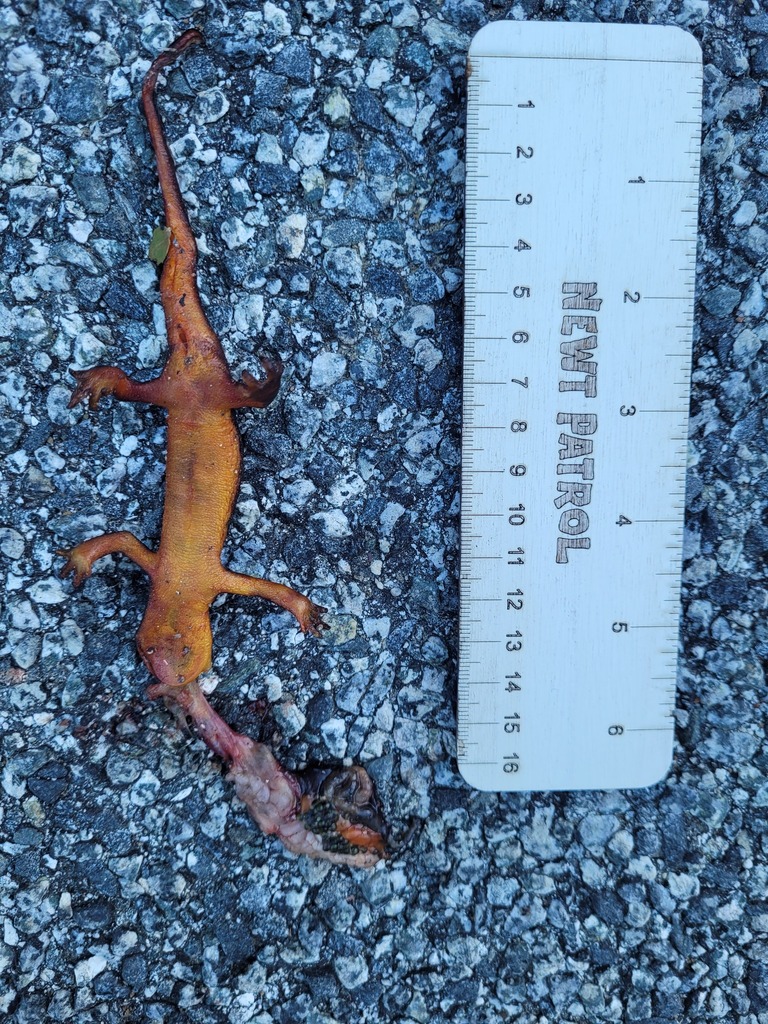 Pacific Newts from Santa Clara County, CA, USA on January 7, 2025 at 10:33 AM by JennK. This ...