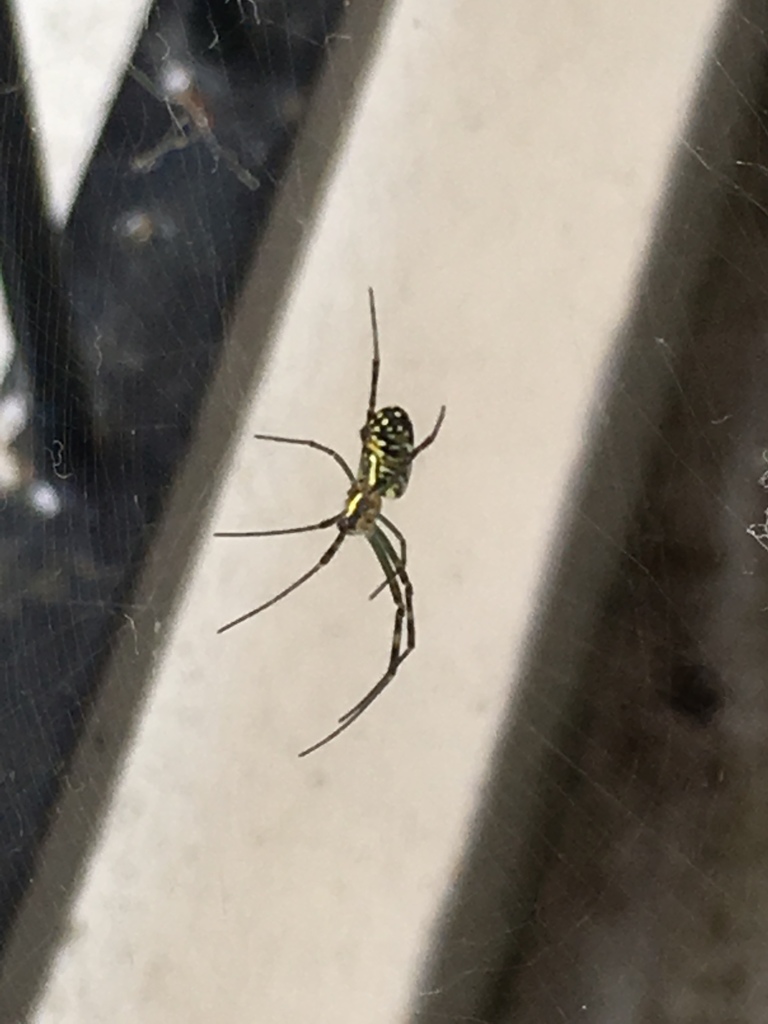 Joro Spider from 112-11, Taira Kuramae, Iwaki-Shi, Fukushima, JP on ...