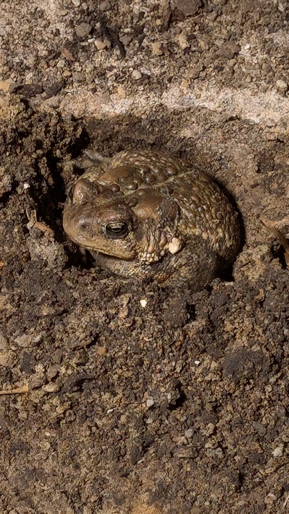 American Toad from Red Wing, MN, USA on October 31, 2024 at 09:51 AM by ...