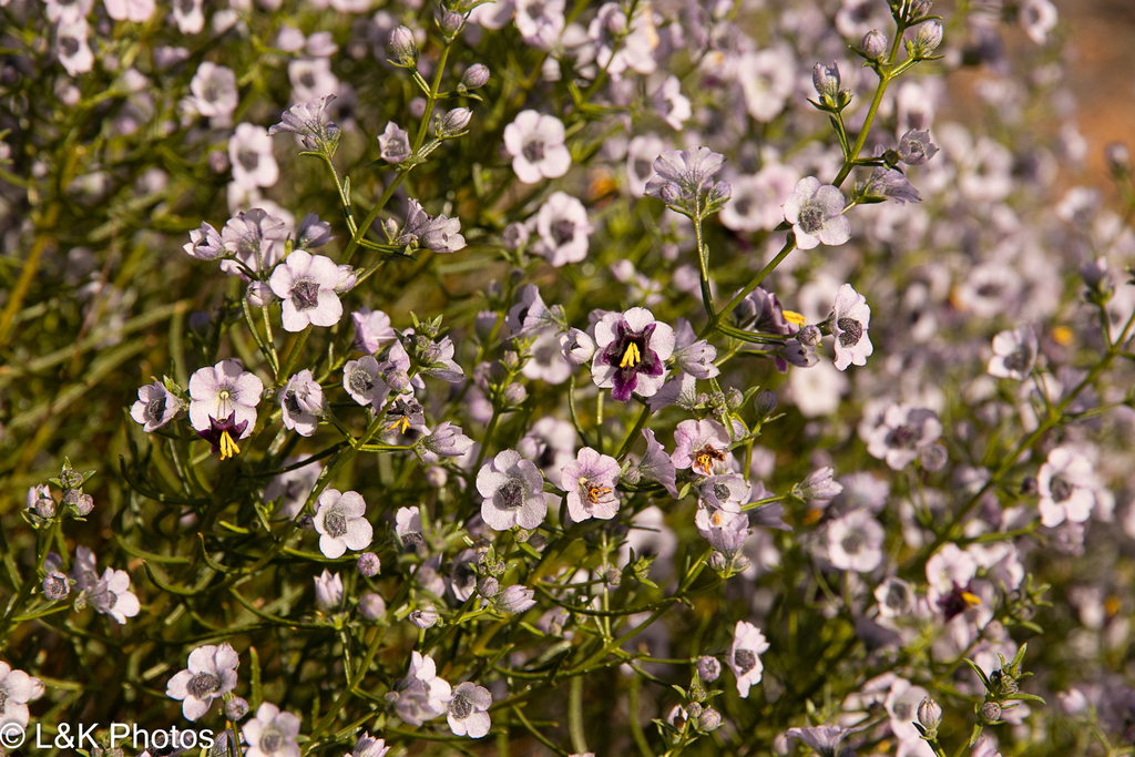 Cyanostegia angustifolia from Perenjori WA 6620, Australia on September ...