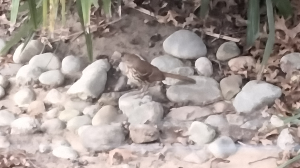 Brown Thrasher from Eastwood, Dallas, TX 75218, USA on January 7, 2025 ...