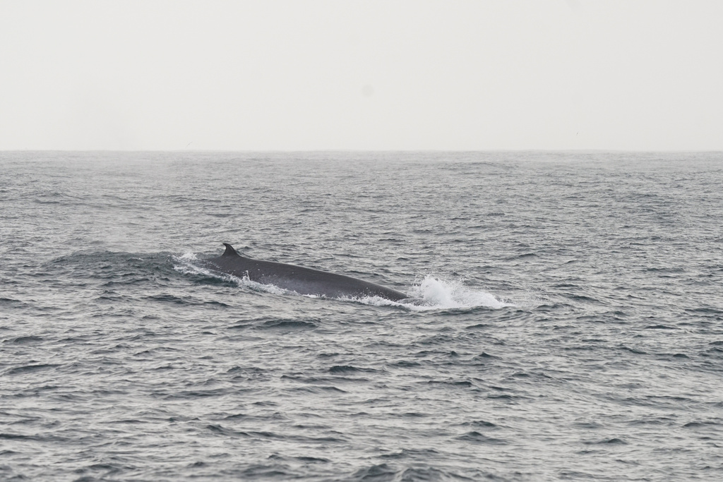 Sei Whale in January 2025 by Mara Fischer · iNaturalist