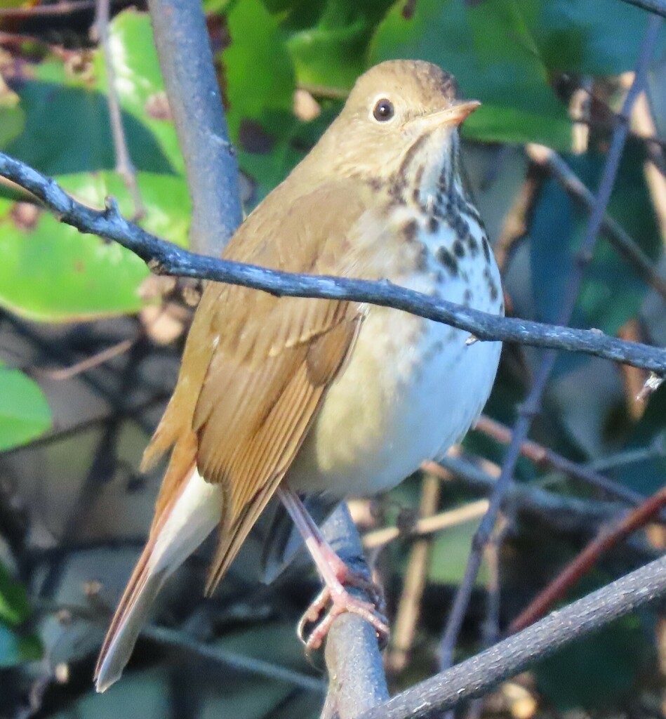 Hermit Thrush from St. Nicholas, Jacksonville, FL 32207, USA on January ...