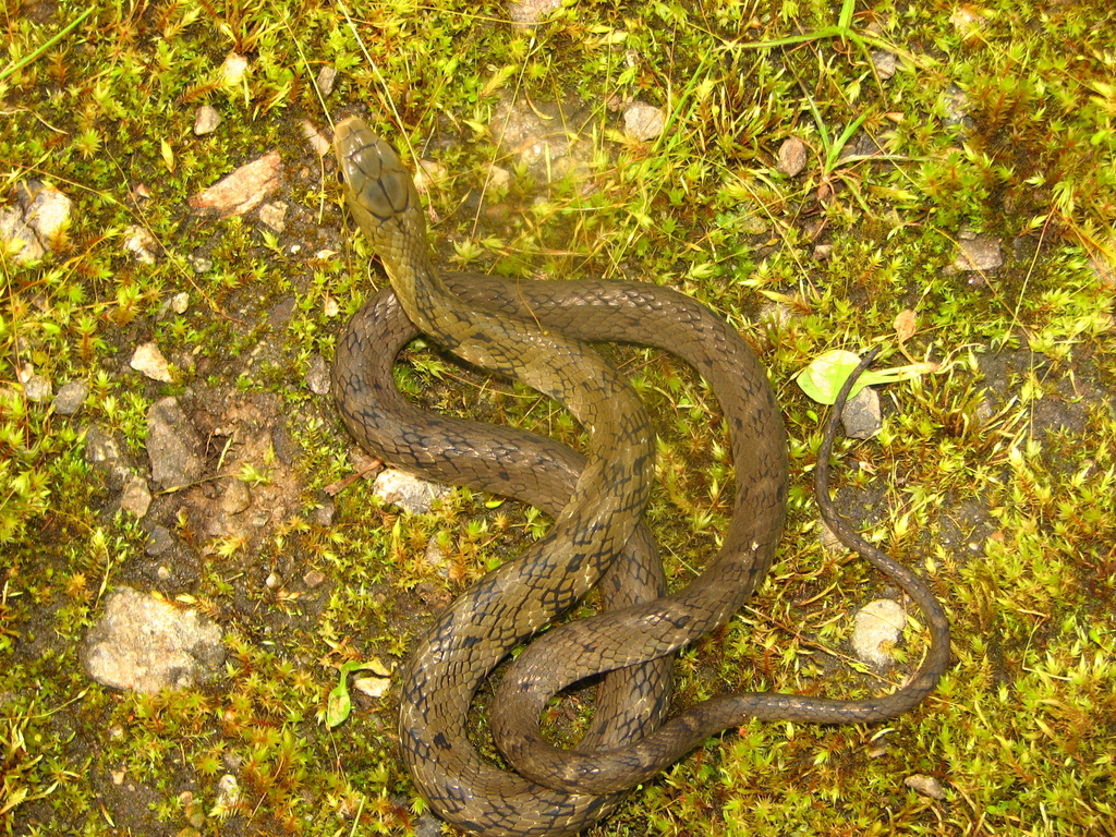 Big-eyed Bamboo Snake from Cona, Shannan, Arunachal Pradesh 790003 on ...