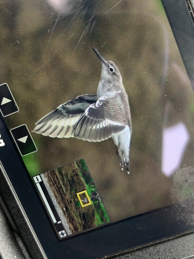 Common Sandpiper from Wallacetown, New Zealand on January 08, 2025 at ...