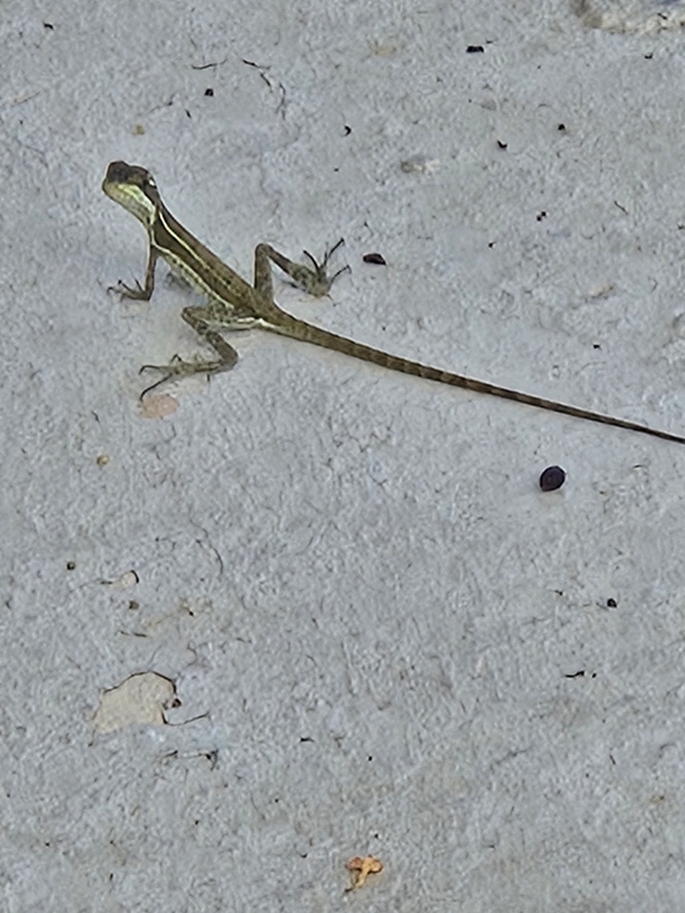 Lizards from Hotel Gamboa Rainforest, Gamboa, Provincia de Colón ...