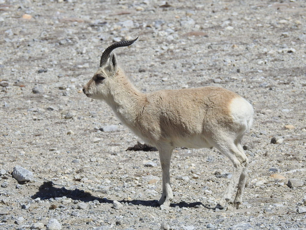 Typical Antelopes (Antilopini) - Know Your Mammals
