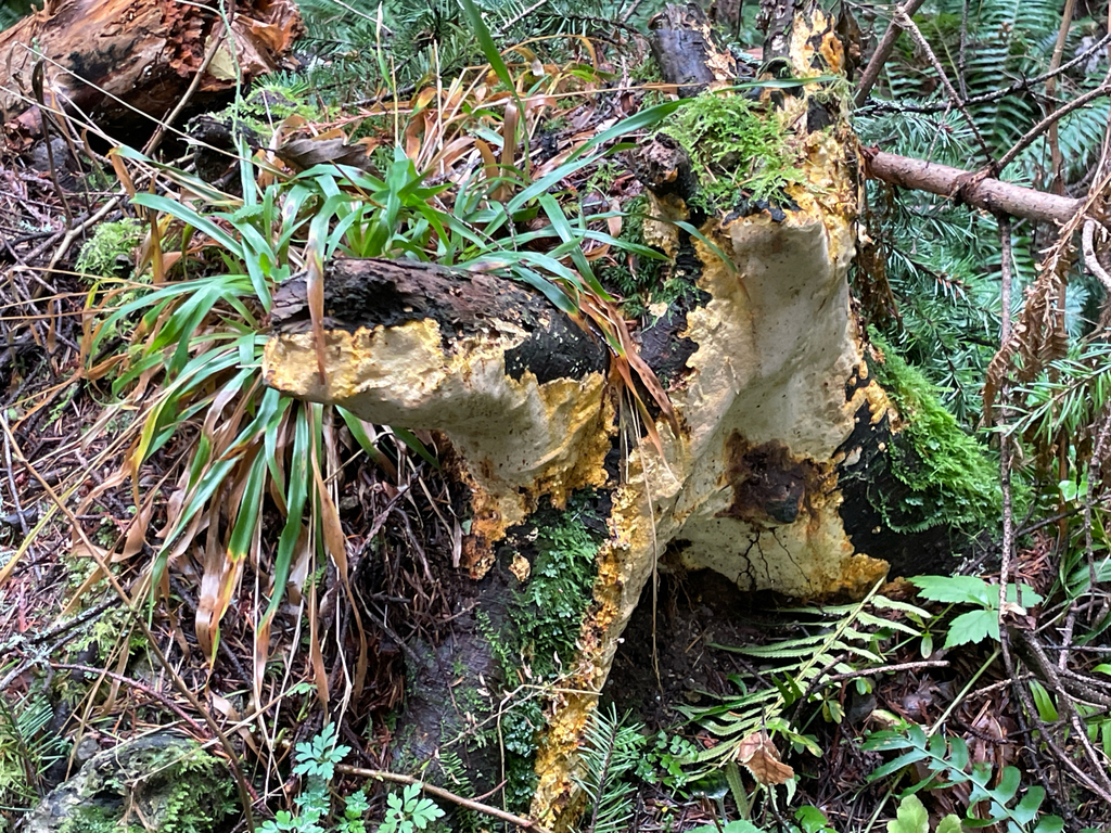 Poriella in January 2025 by ym_wang_pnw · iNaturalist