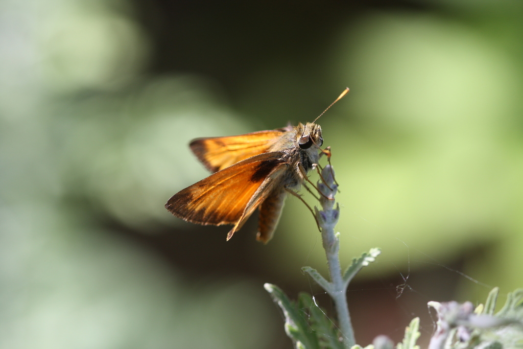Taxiles Skipper from North Central Westminster, Westminster, CO, USA on ...