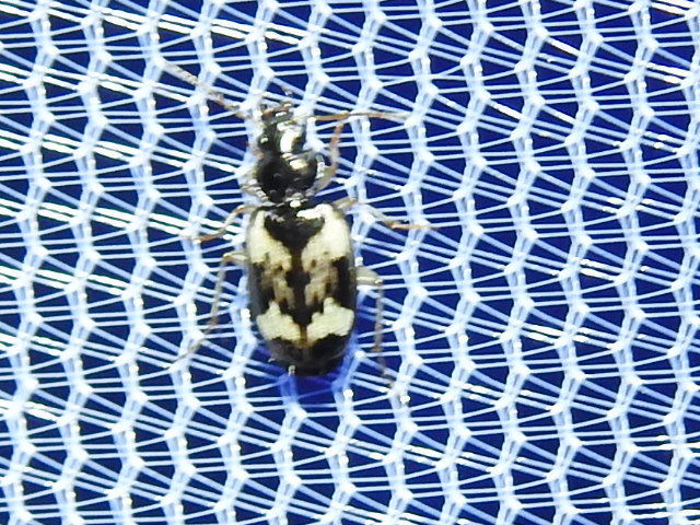 Tetragonoderus fasciatus from Grapevine, TX, USA on July 26, 2019 at 11 ...