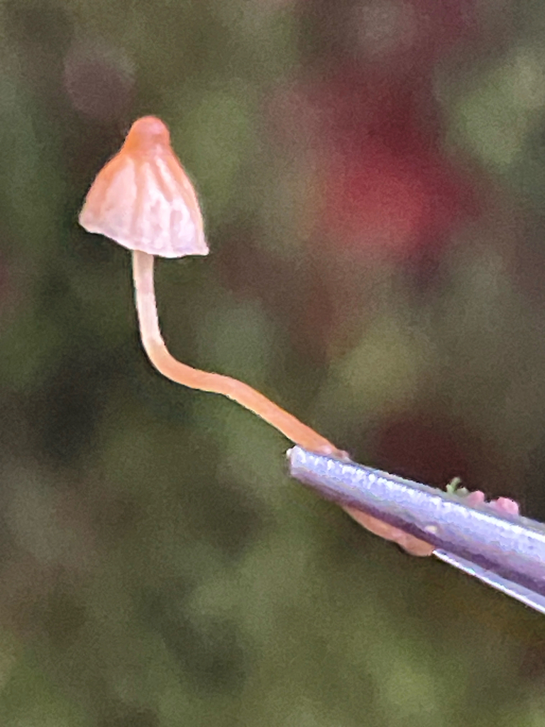 Moss Bells in January 2025 by ym_wang_pnw · iNaturalist