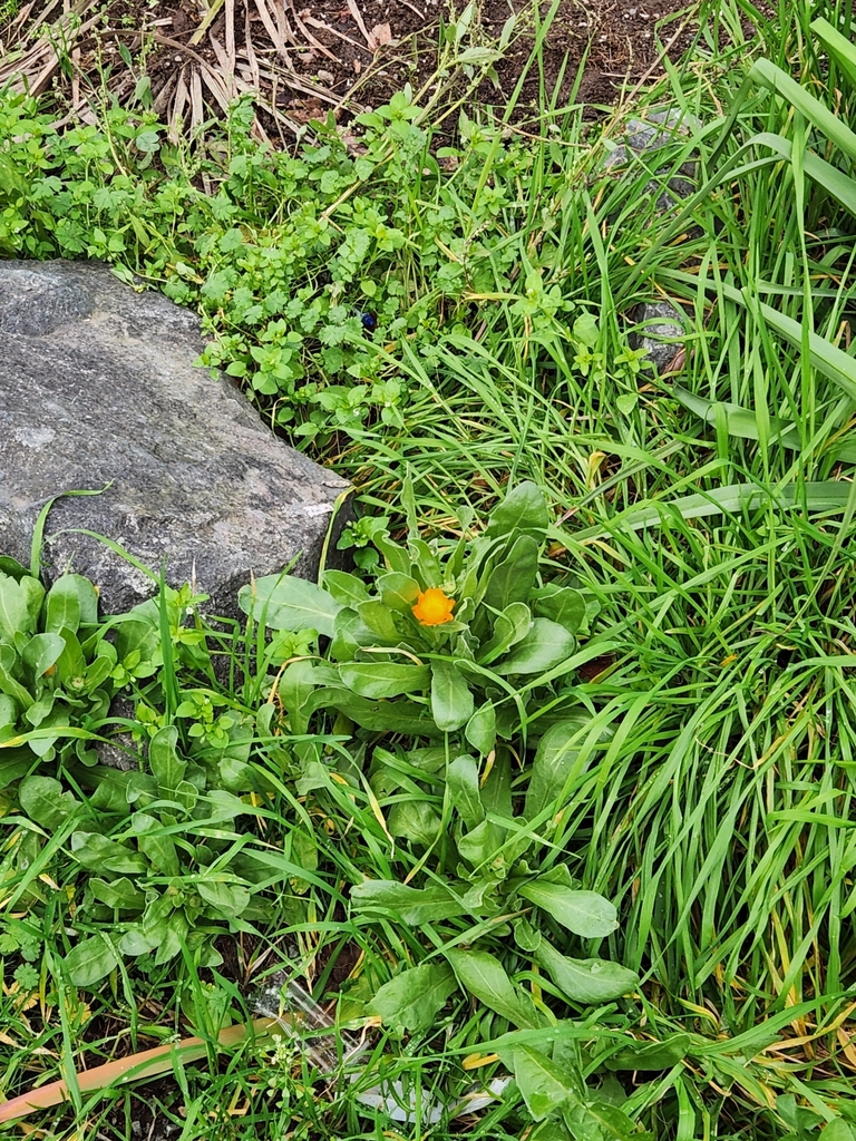 pot marigold from Capitol Hill, Seattle, WA, USA on January 07, 2025 at ...