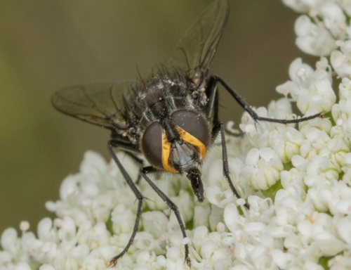 Graphomya analis · iNaturalist