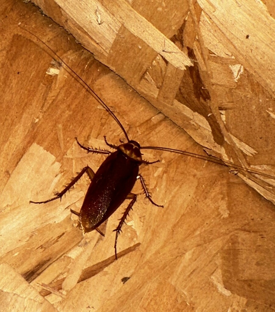 American Cockroach from Spanish Fort, Bldwin Co., AL, USA on June 27 ...