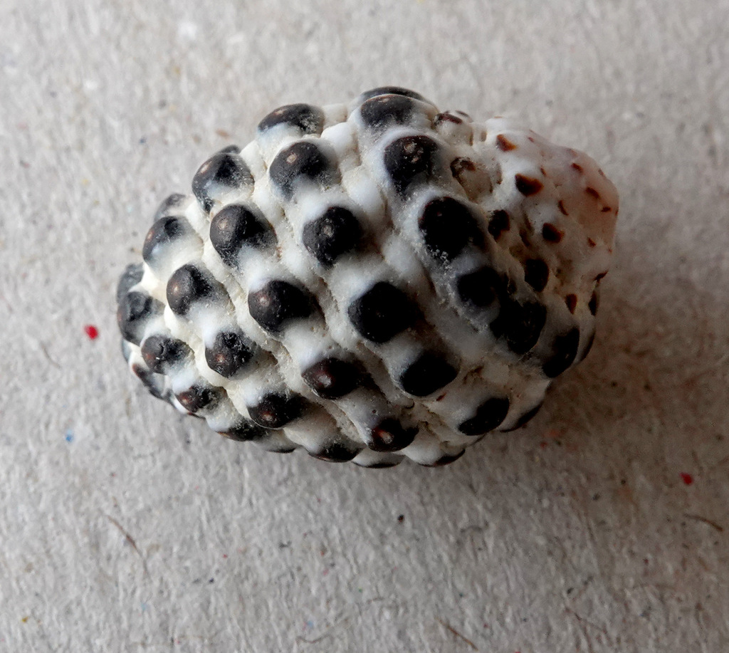 Grape Drupe from Flying Fish Cove 2, Christmas Island 6798, Christmas ...