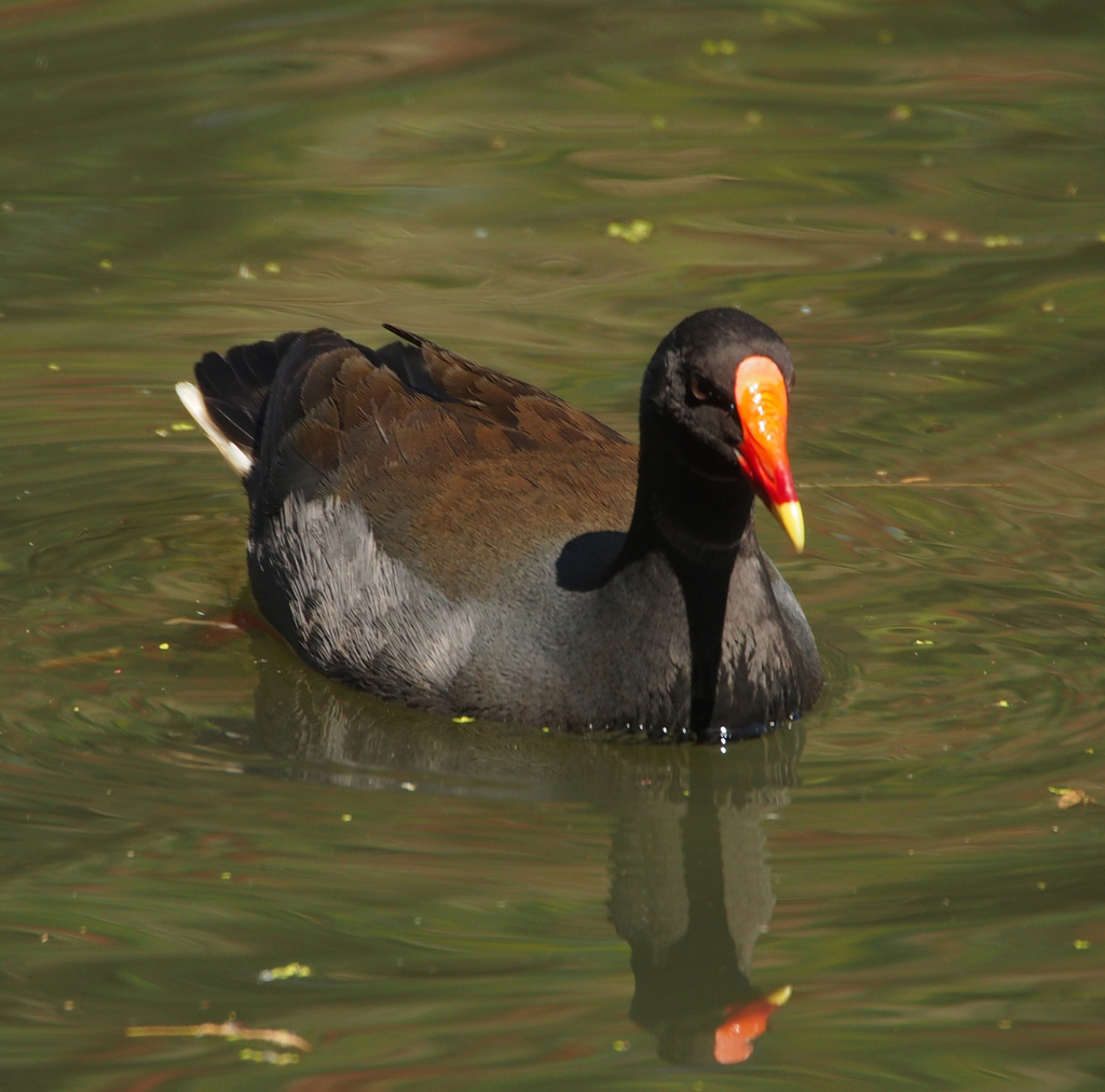 Dusky Moorhen from Nowra - Bomaderry NSW, Australia on October 16, 2024 ...