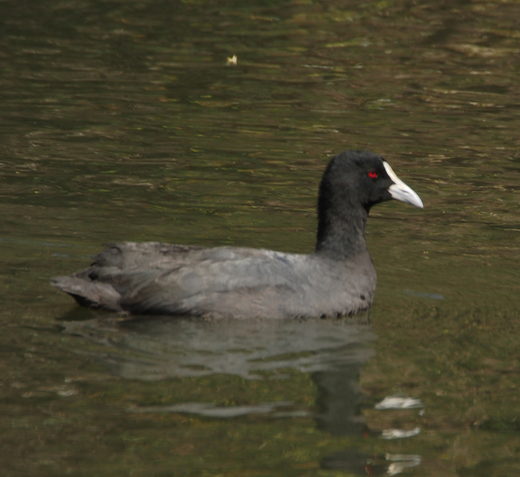 Australasian Coot from Nowra - Bomaderry NSW, Australia on October 16 ...