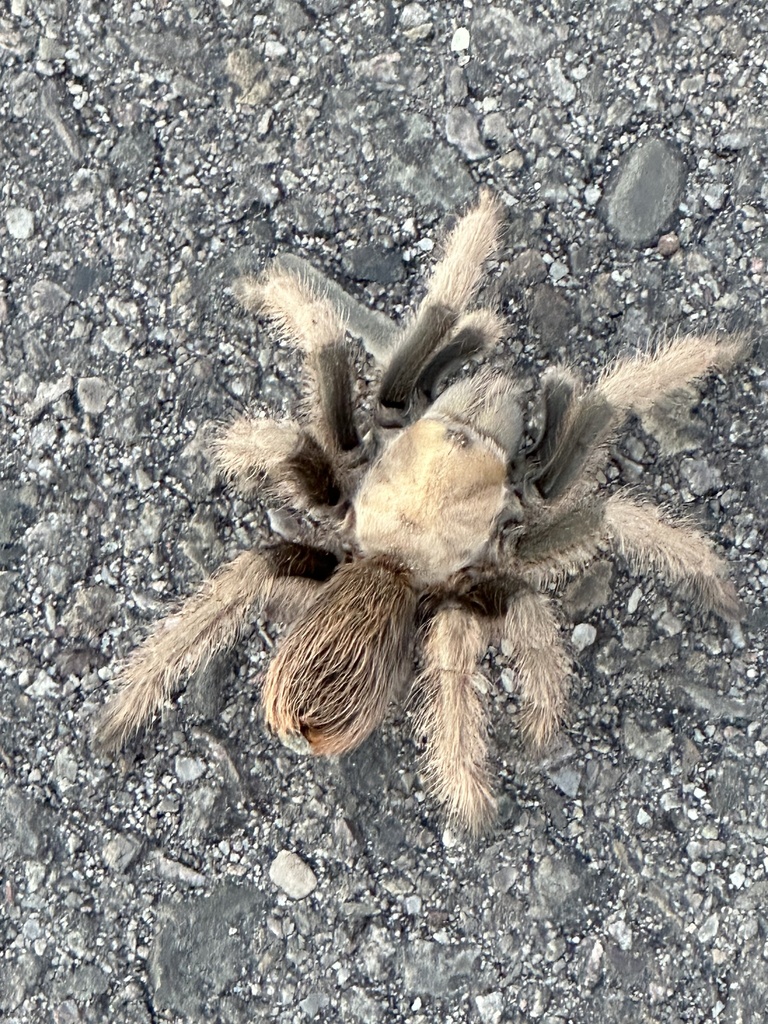 Desert Blonde Tarantula from Coronado National Forest, Tucson, AZ, US ...