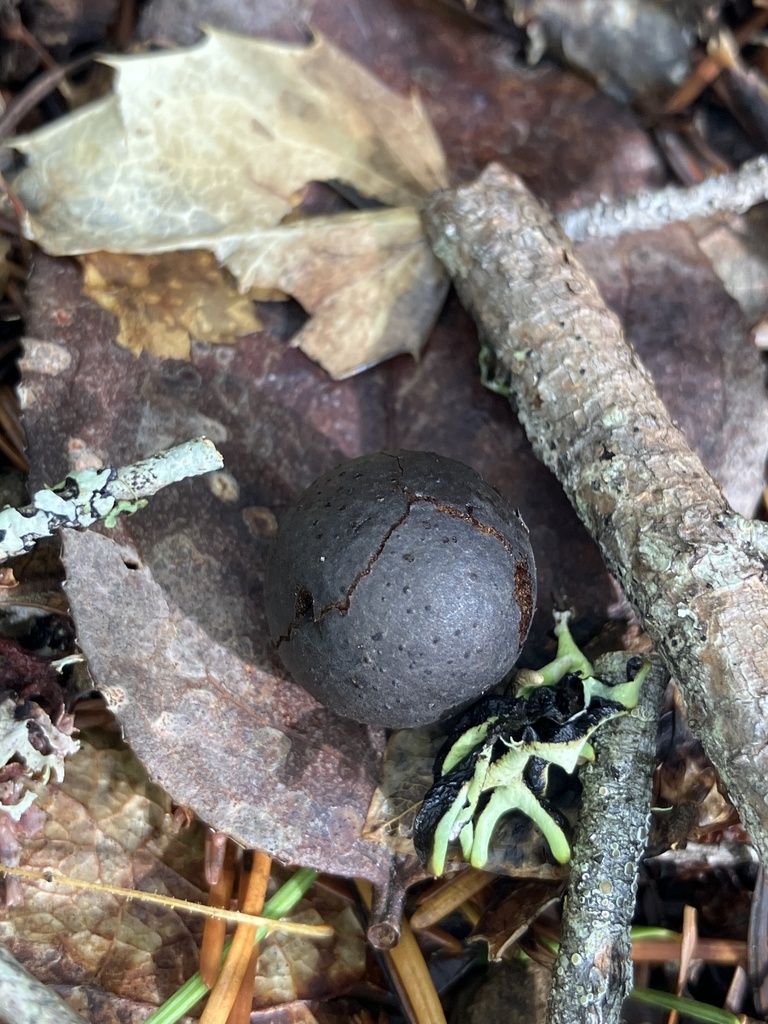 Chinquapin Flower Gall Wasp from Zigzag Ranger Station, Rhododendron ...