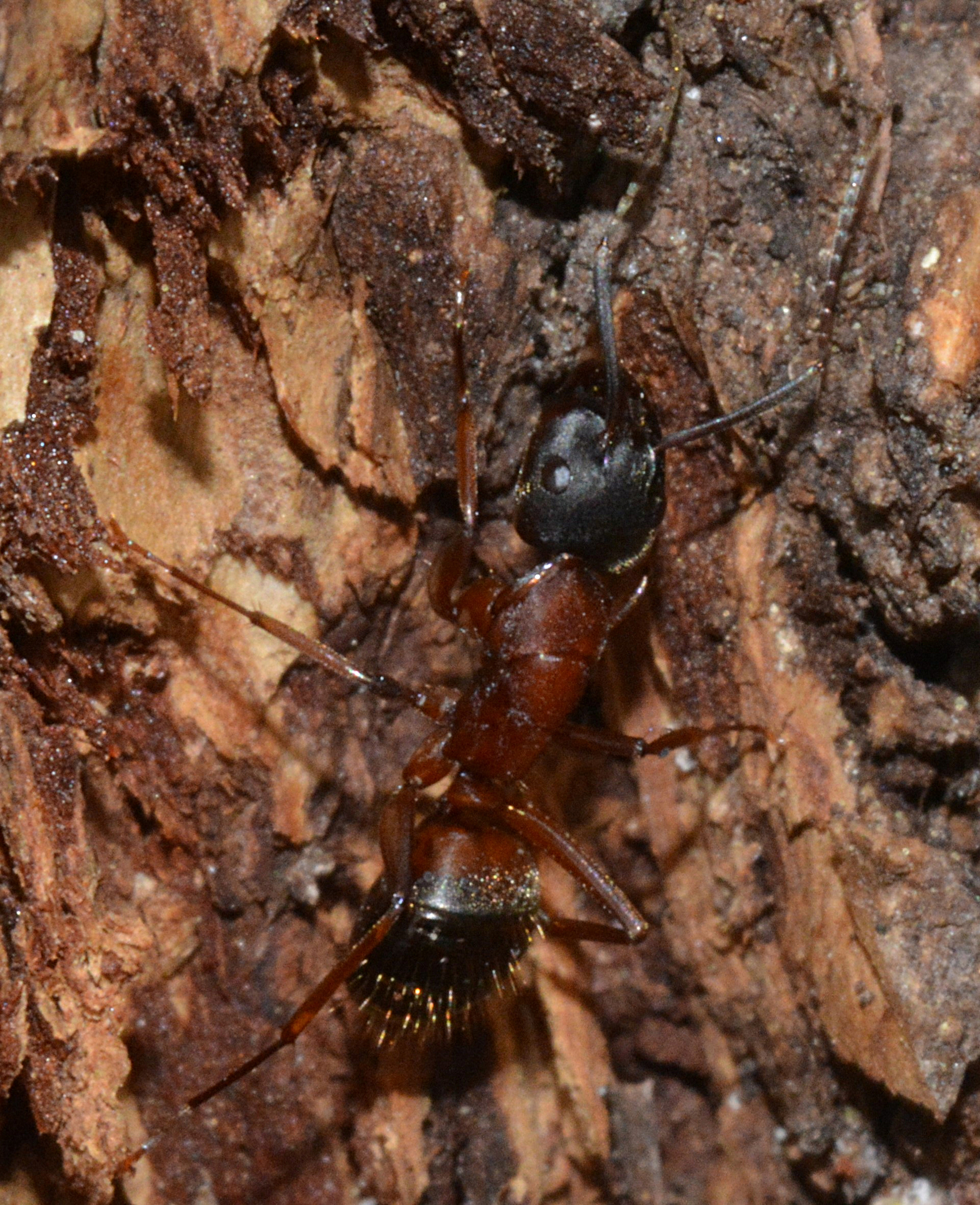 Camponotus Vicinus Diet