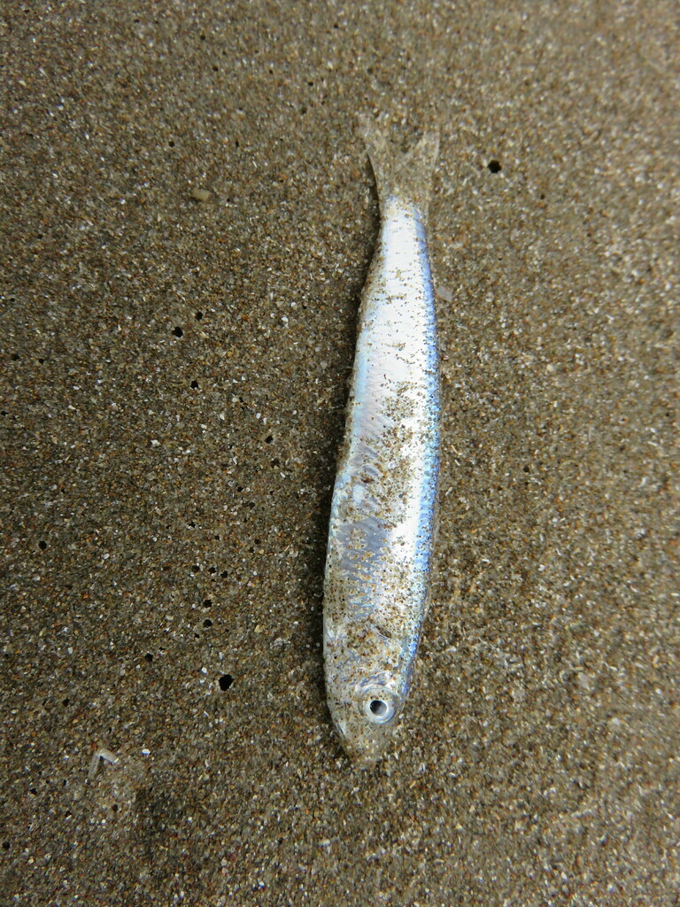 Pacific Sardine from Stanmore Bay Beach on January 8, 2025 at 02:14 PM ...