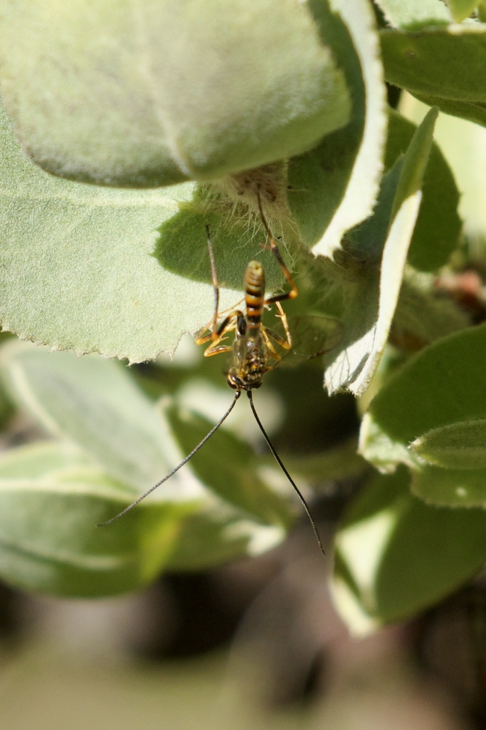Banchus from Contra Costa County, CA, USA on January 7, 2025 at 12:35 ...