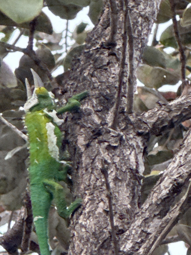 Yellow-crested Jackson's Chameleon from Hawaiʻi, Captain Cook, HI, US ...