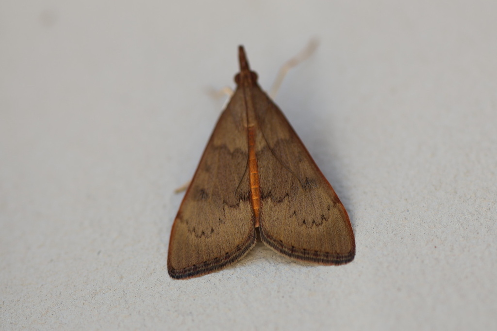 Tree Lucerne Moth from Mitchell Ct, Croydon North, VIC, AU on January ...