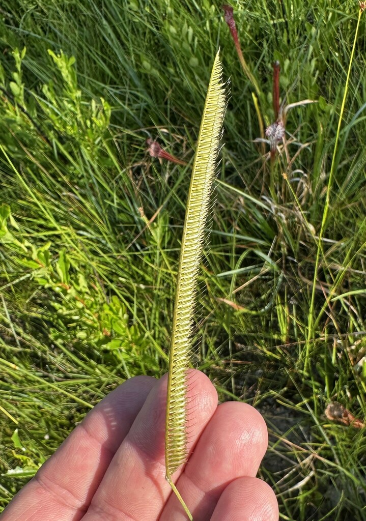 Toothache grass from Splinter Hill Bog Preserve, Baldwin County, AL ...