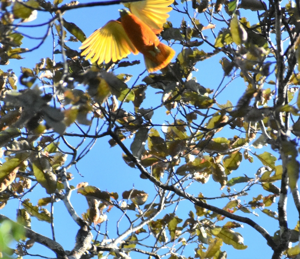 Orange Fruit Dove (Ptilinopus victor) - Avian Discovery