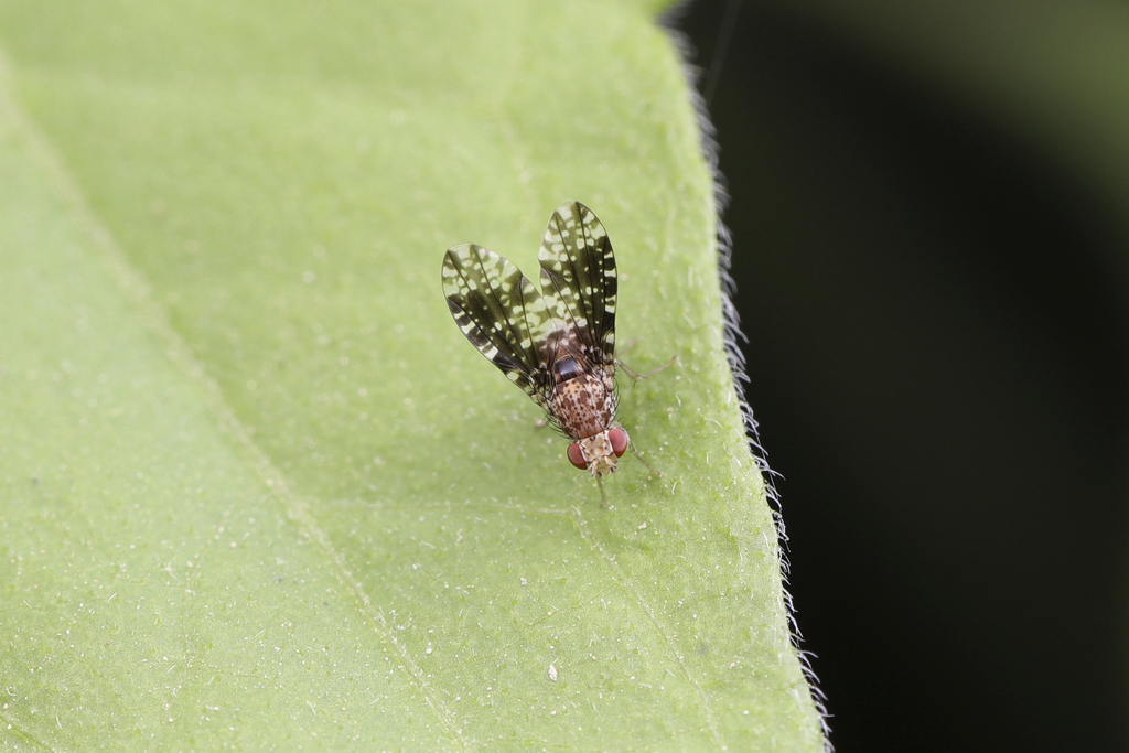 Homoneura trypetoptera from 中国西双版纳傣族自治州景洪市西双版纳原始森林公园 邮政编码: 666106 on ...