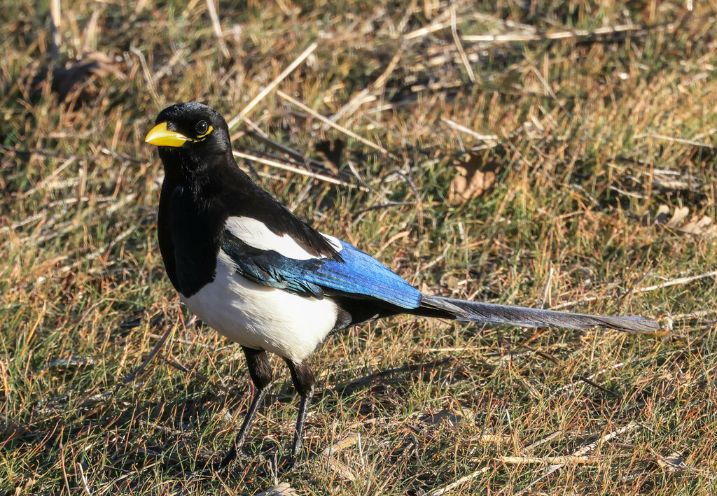 Yellow-billed Magpie from Zaca Station Road, Santa Barbara County, CA ...