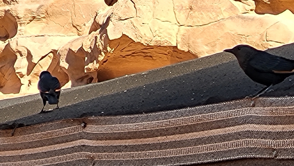 Tristram's Starling from Quairah District, Jordan on January 07, 2025 ...