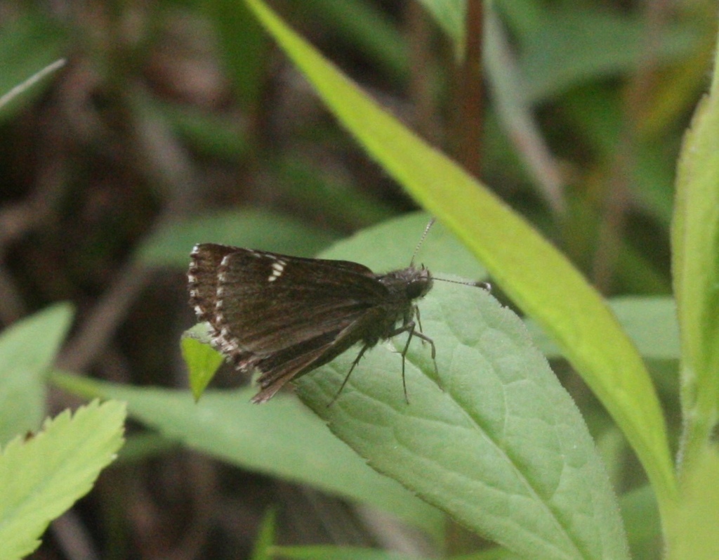 Common Roadside-Skipper from Monroe County, PA, USA on June 13, 2009 at ...