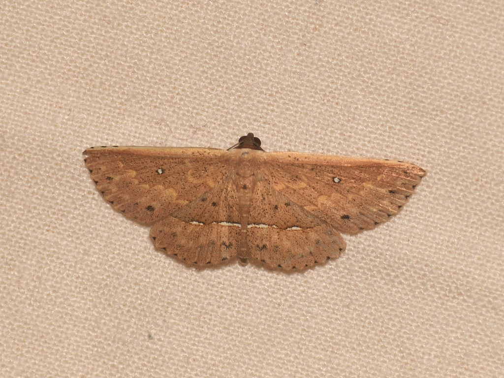 Arasada pyraliformis from Pakke Wildlife Sanctuary on November 8, 2024 ...