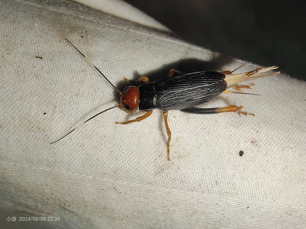 Phonarellus minor in June 2024 by 游 · iNaturalist