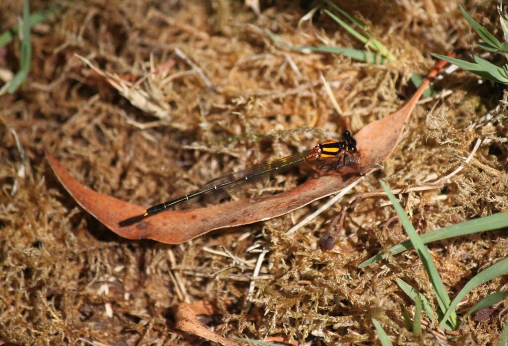Orange Threadtail from Lysterfield VIC 3156, Australia on January 7 ...