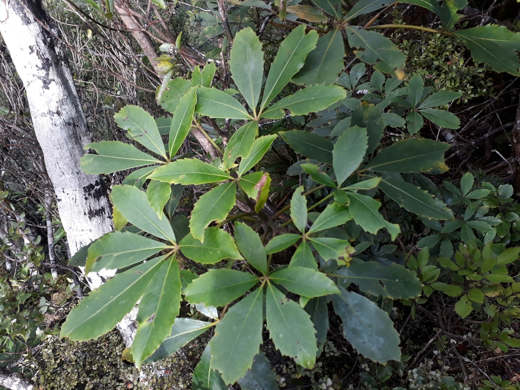 Mountain Five Finger from Ruahine Forest Park, NZ-MW-MN, NZ-MW, NZ on ...