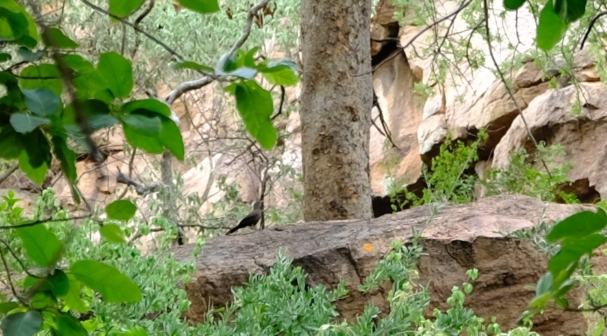 Boulder Chat from Serowe, Botswana on December 6, 2024 at 06:27 PM by ...