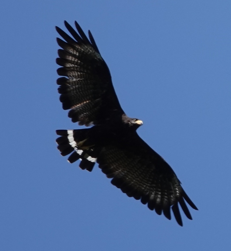 Common Black Hawk from Carretera Hermosillo-Chihuahua, Yécora, Son., MX ...