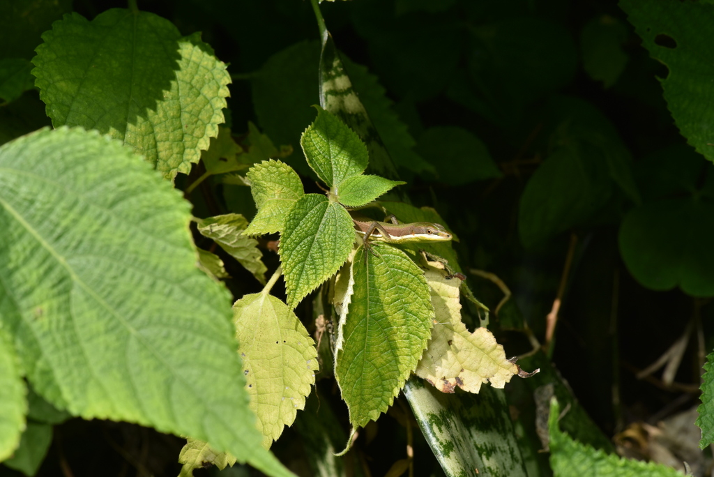 Green Grass Lizard in December 2024 by Yung-Lun Lin · iNaturalist