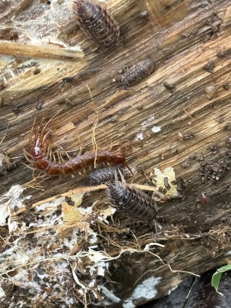 Typical Stone Centipedes from Bicton College, Budleigh Salterton ...